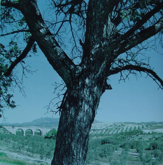 Acerolo del Cortijo de las Iglesias