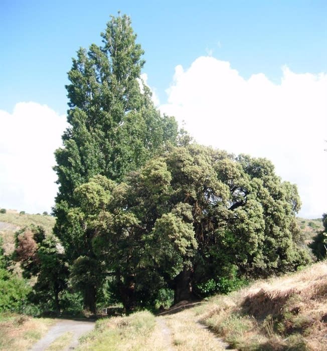 Chopo de El Marchal del Abogado