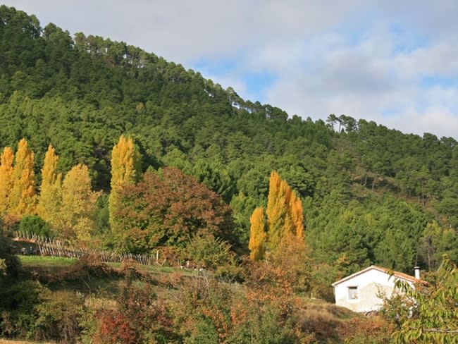 Cañada del Saucar – Puntal de la Misa – El Carrascal – PR-A 196