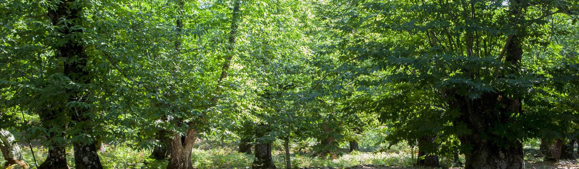 Bosque Encantado Sendero El Bosque Encantado (2025) All You Need To