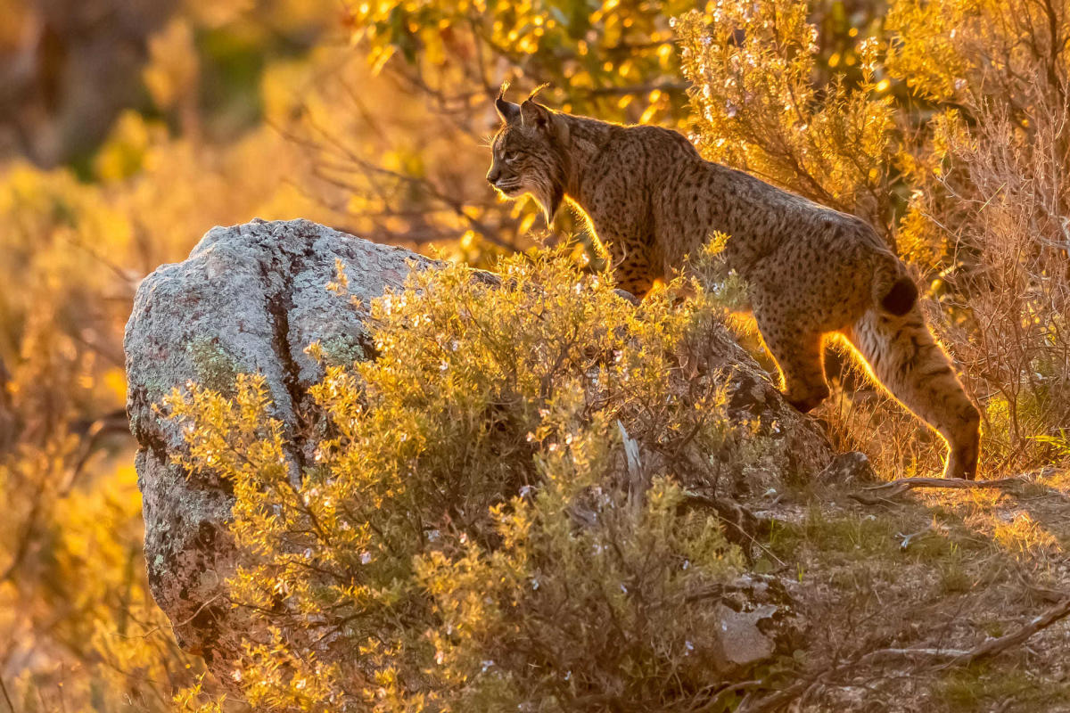 Sierra Morena, territorio lince