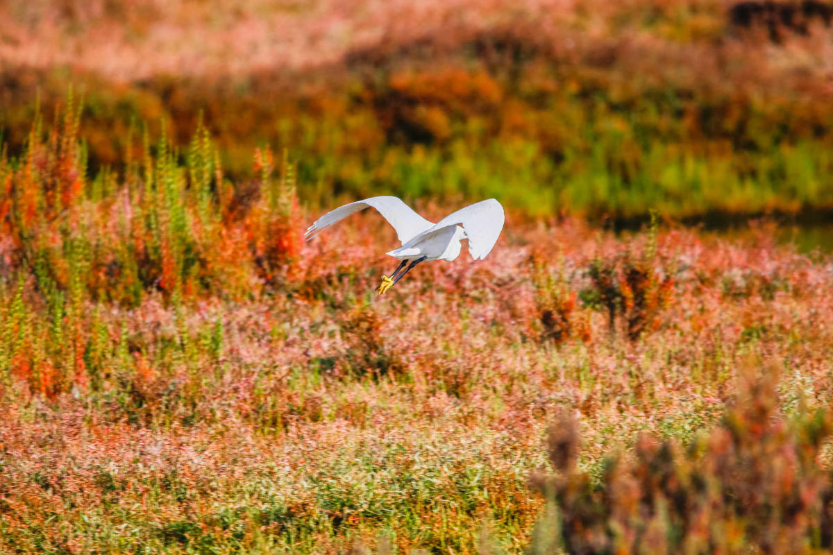 Odiel Marshes, Natural Space in Huelva