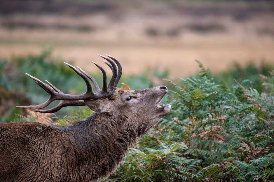 La Berrea del Ciervo, maravilla del mundo animal en la Sierra de Cazorla