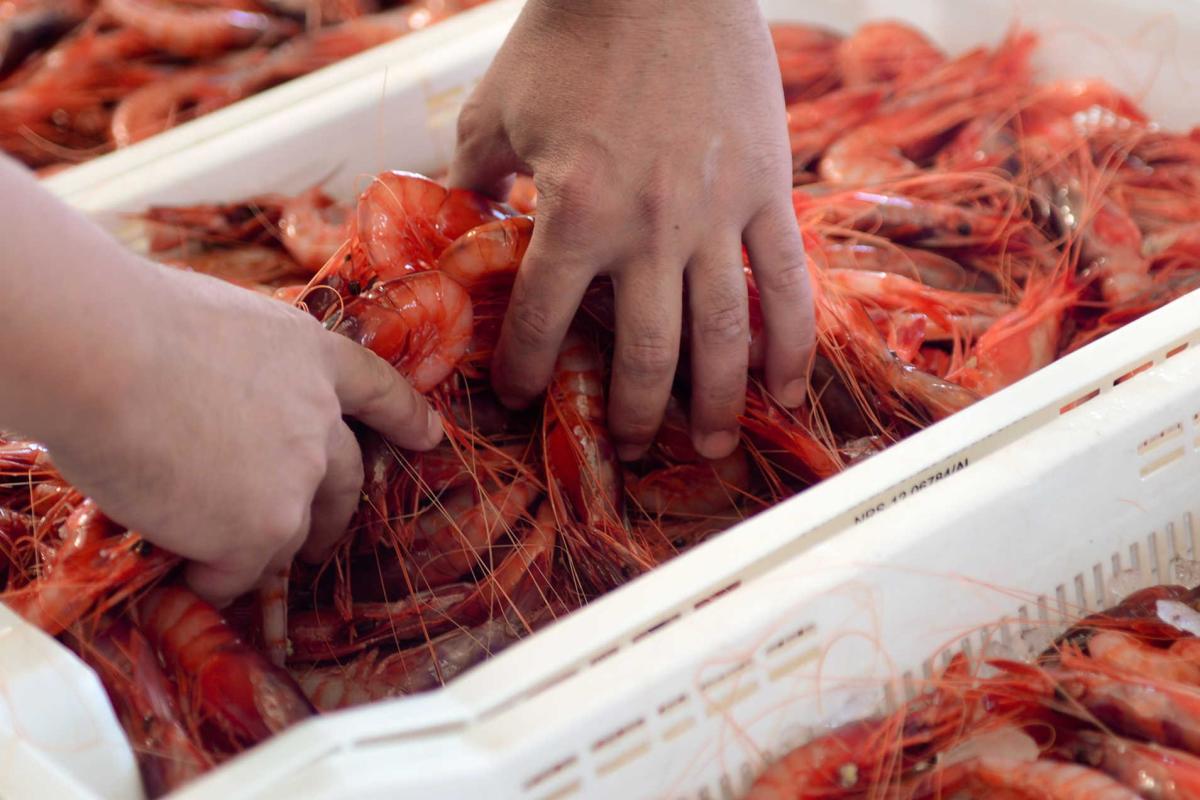 La lonja de Garrucha, en busca de la mejor gamba del mundo
