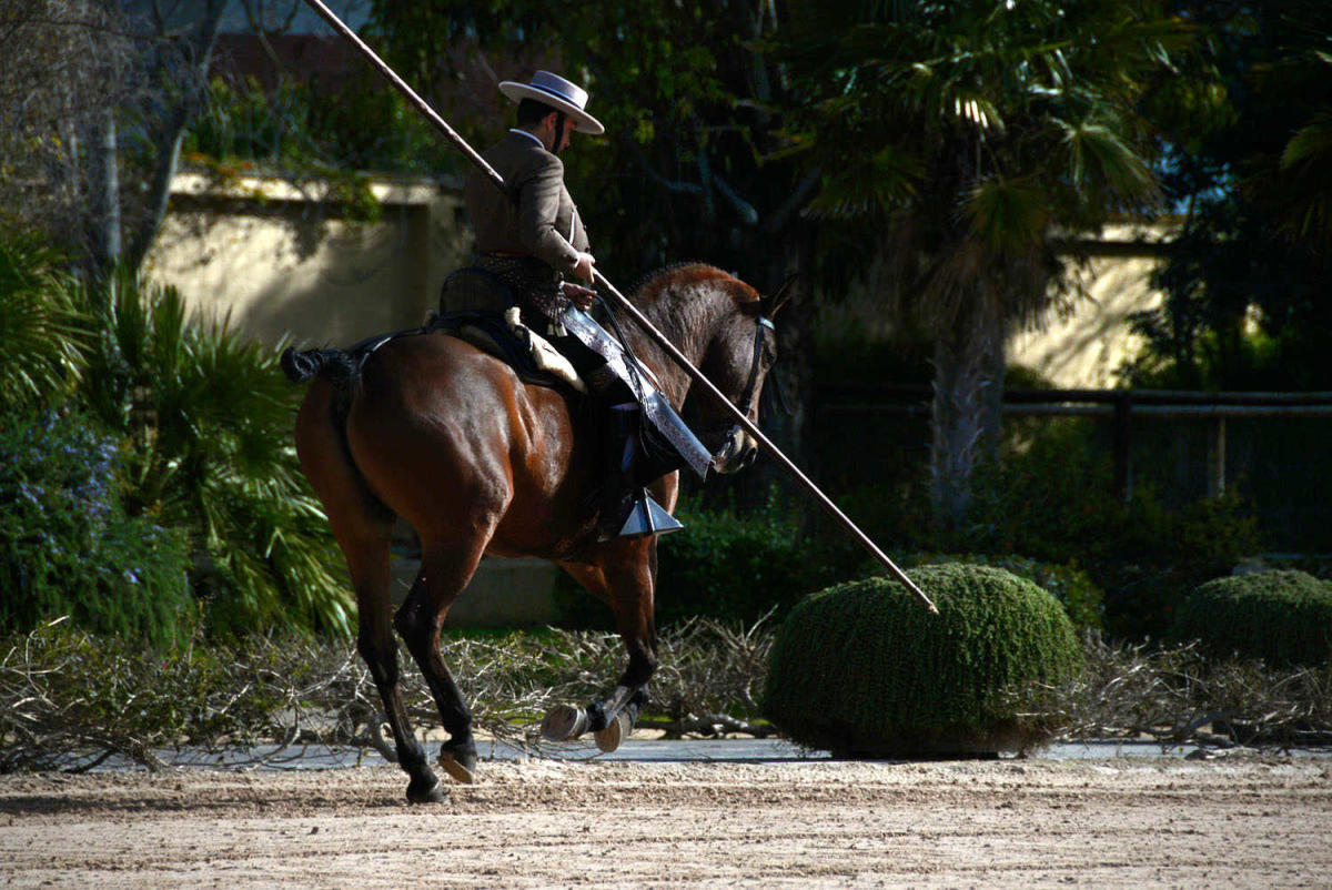 Equestrian ballet "How horses dance”