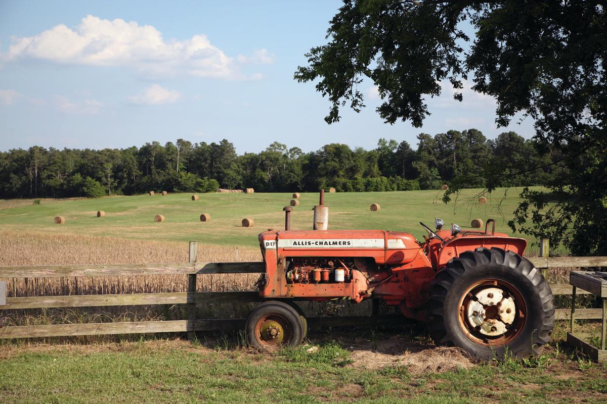 Steed's Dairy Farm & Corn Maze