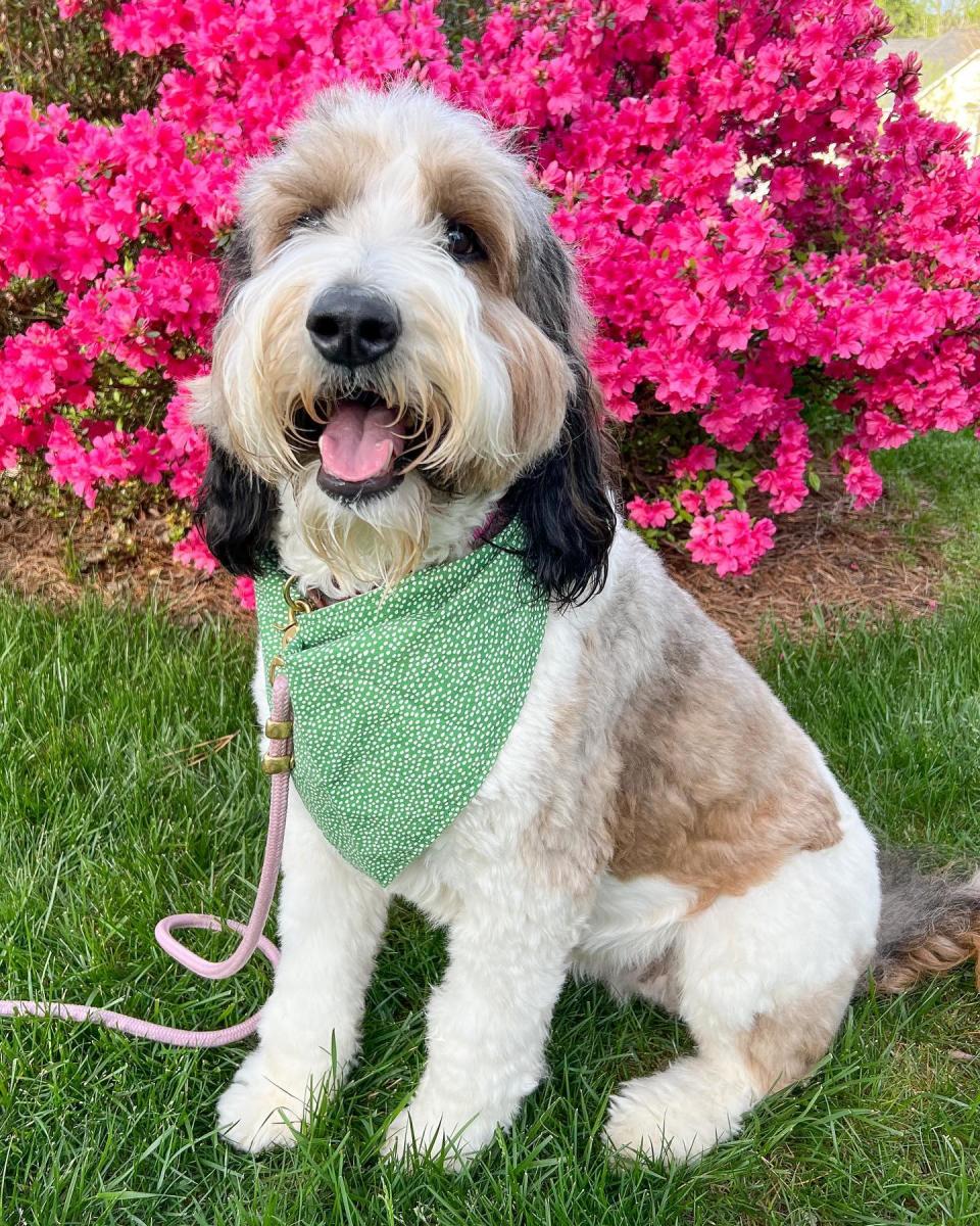 Spring Flowers in Augusta, GA | Visit Augusta