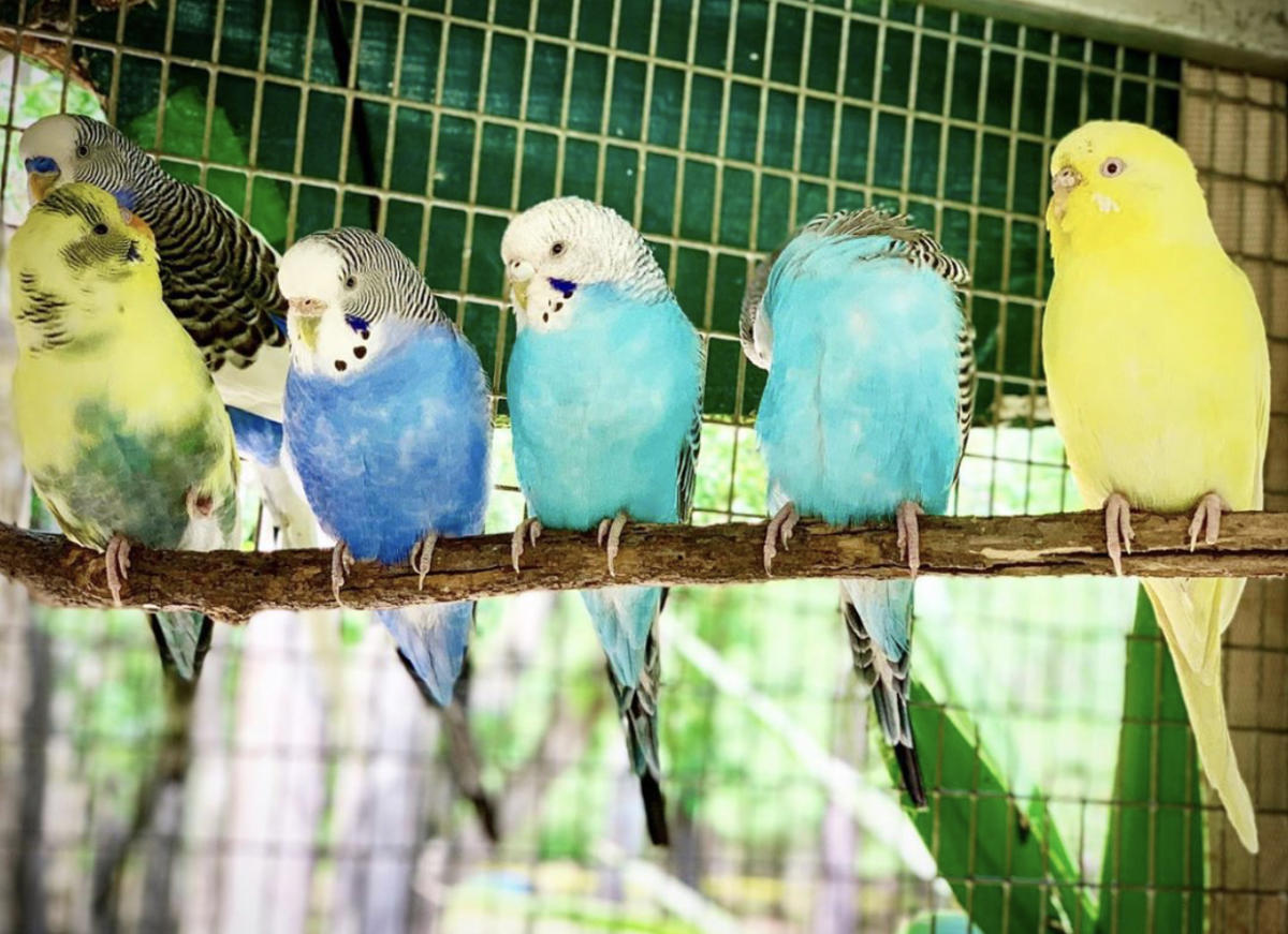 Augusta's Backyard Safari