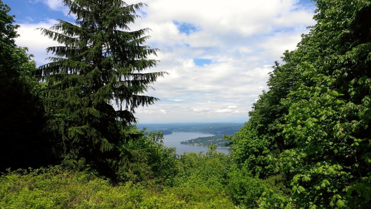 Cougar Mountain Regional Wildland Park | Bellevue, WA