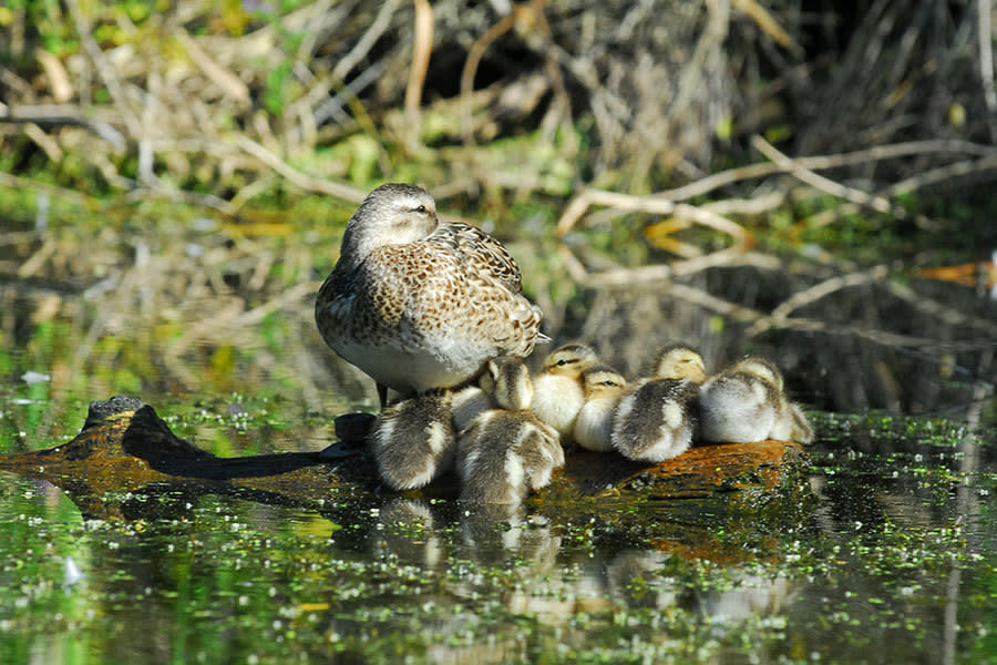 Mercer Slough Nature Park | Bellevue, WA