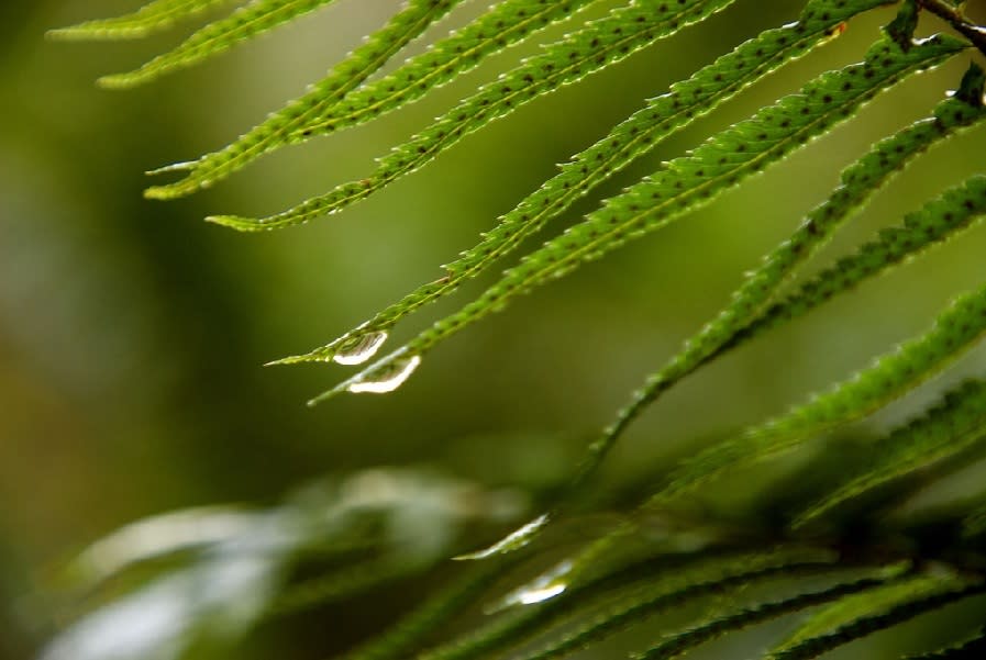 Grand Ridge Park | Issaquah, WA
