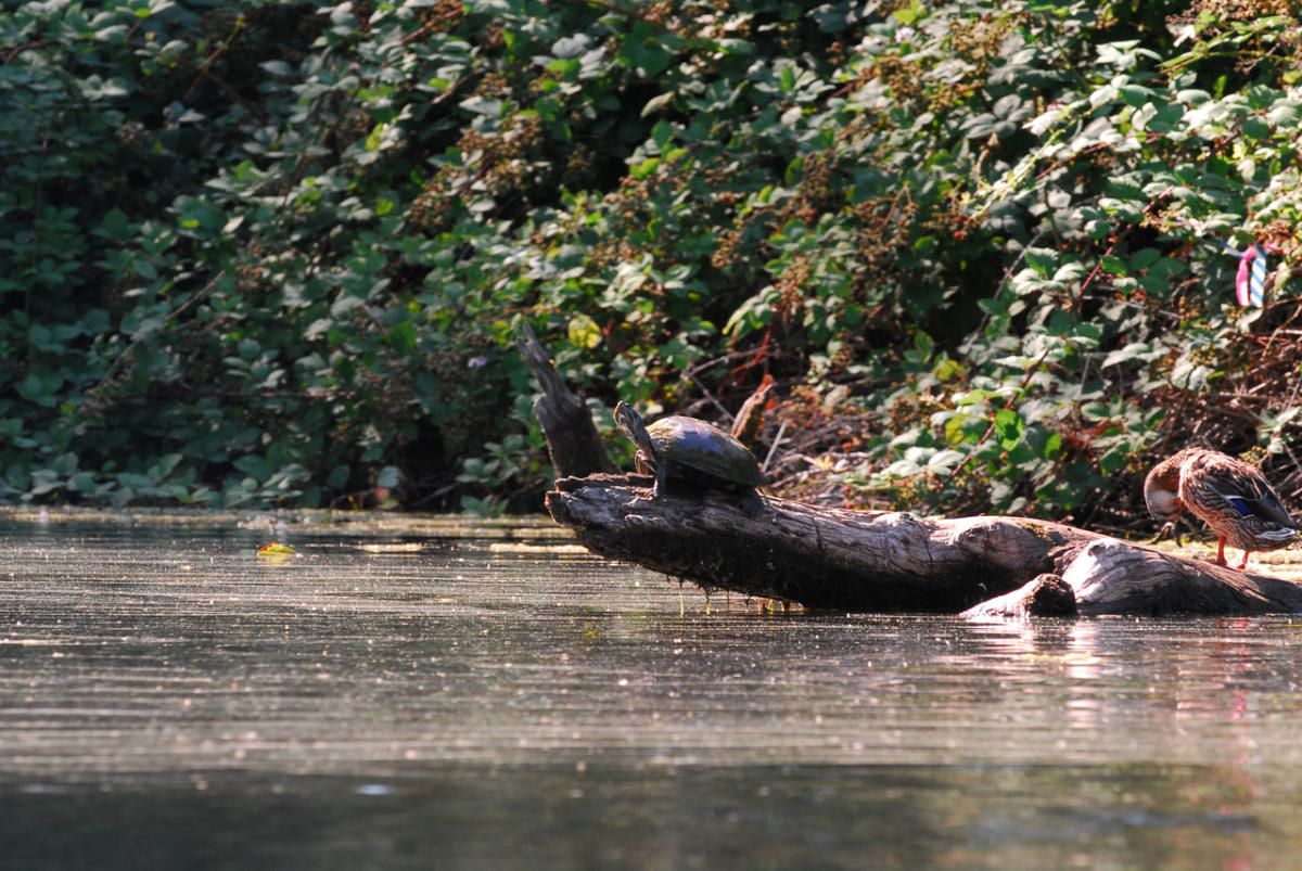 Sweylocken Boat Launch at Mercer Slough Nature Park | Bellevue, WA