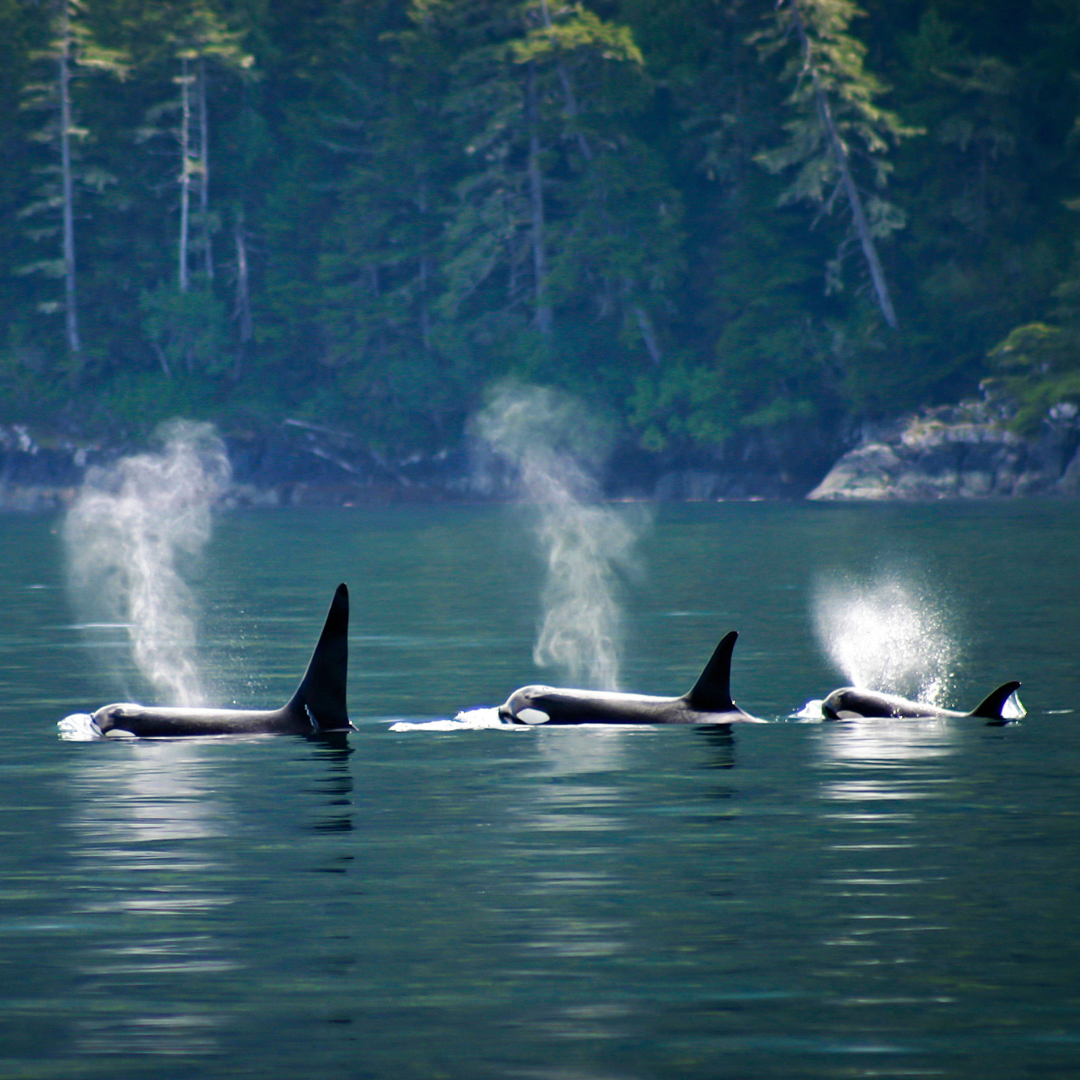 Puget Sound Whale Watching Tours | Edmonds, WA
