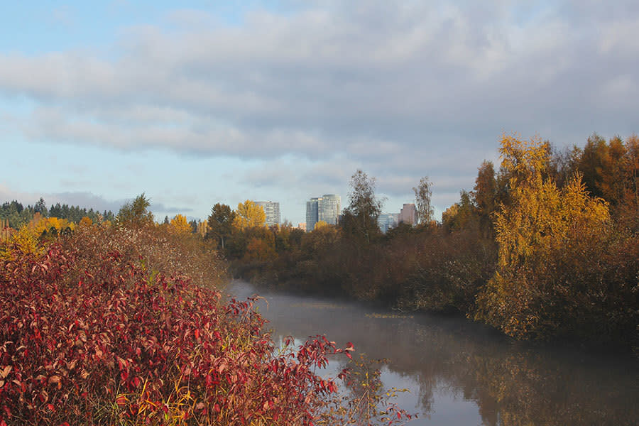 Mercer Slough Nature Park | Bellevue, WA