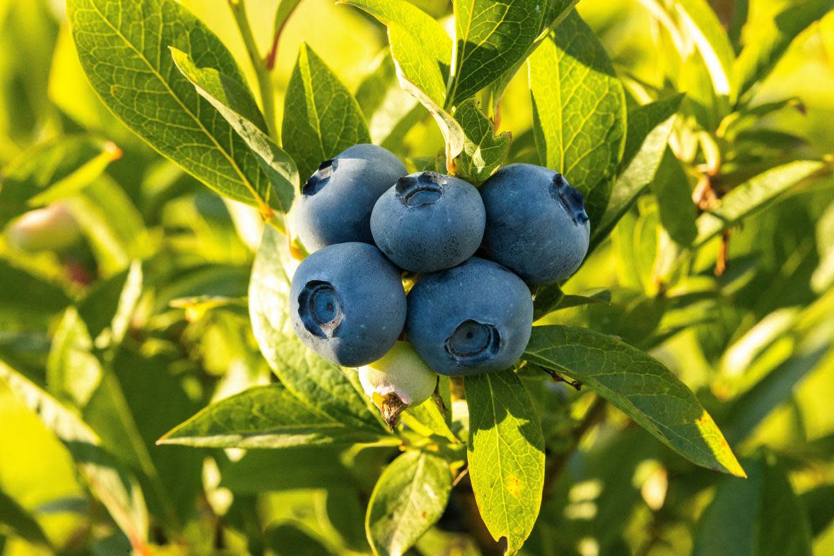 Mercer Slough Blueberry Farm | Bellevue, WA