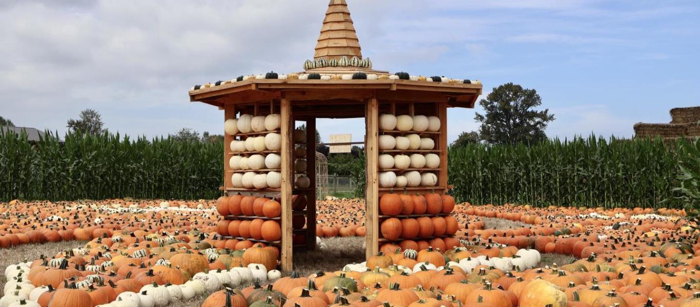 pumpkin picking fall river