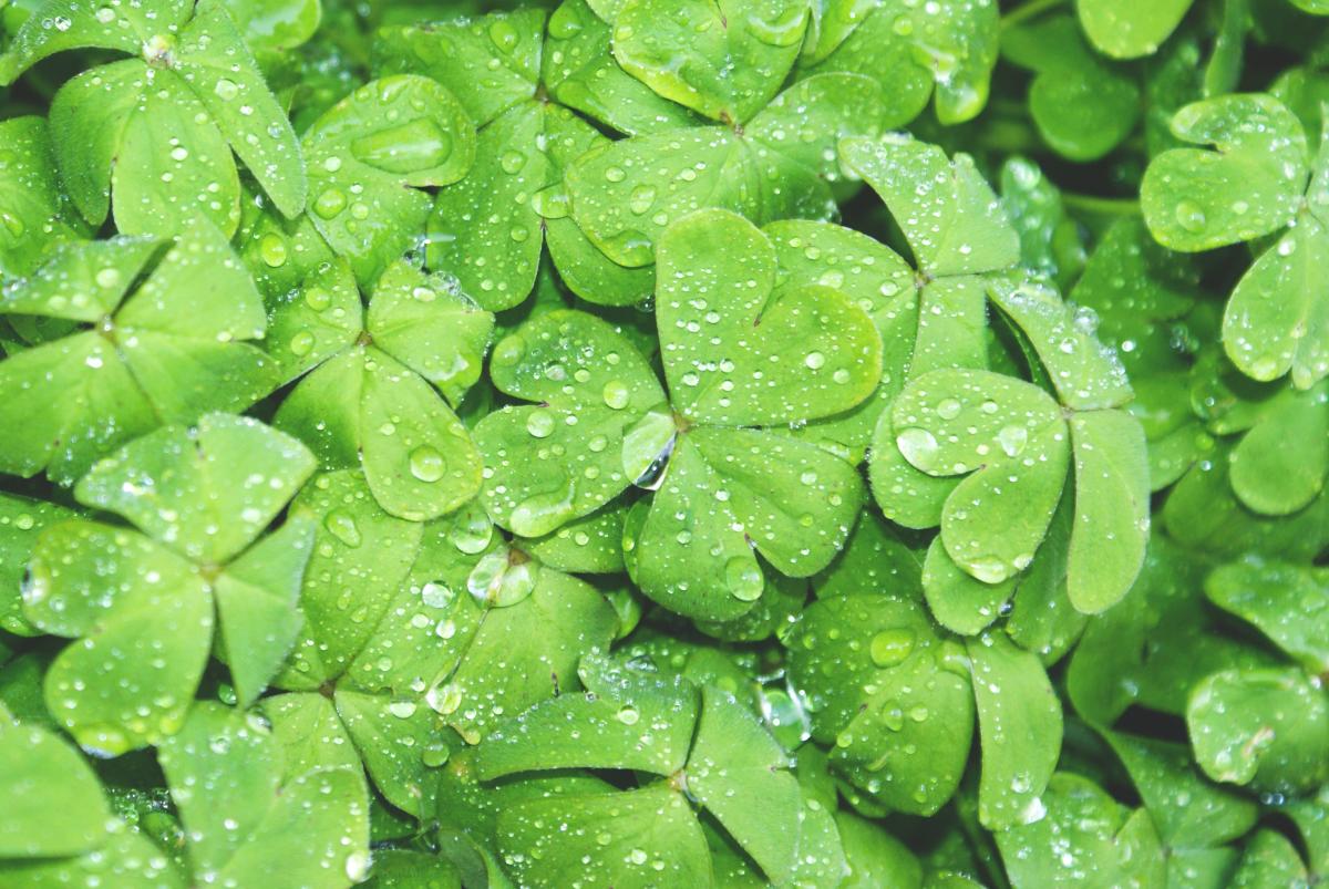 A Shamrockin' St. Patrick's Day in Bellevue