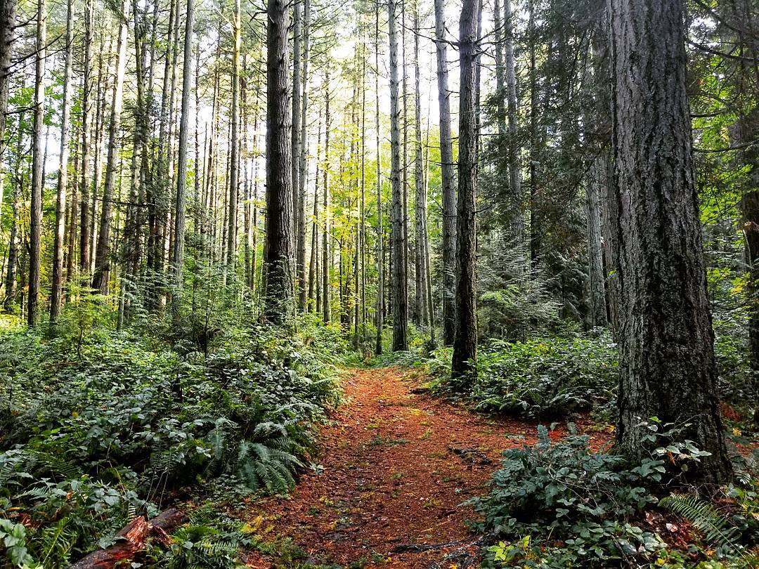 The Pacific Northwest Tree Octopus and Sasquatch | Bellevue, Washington