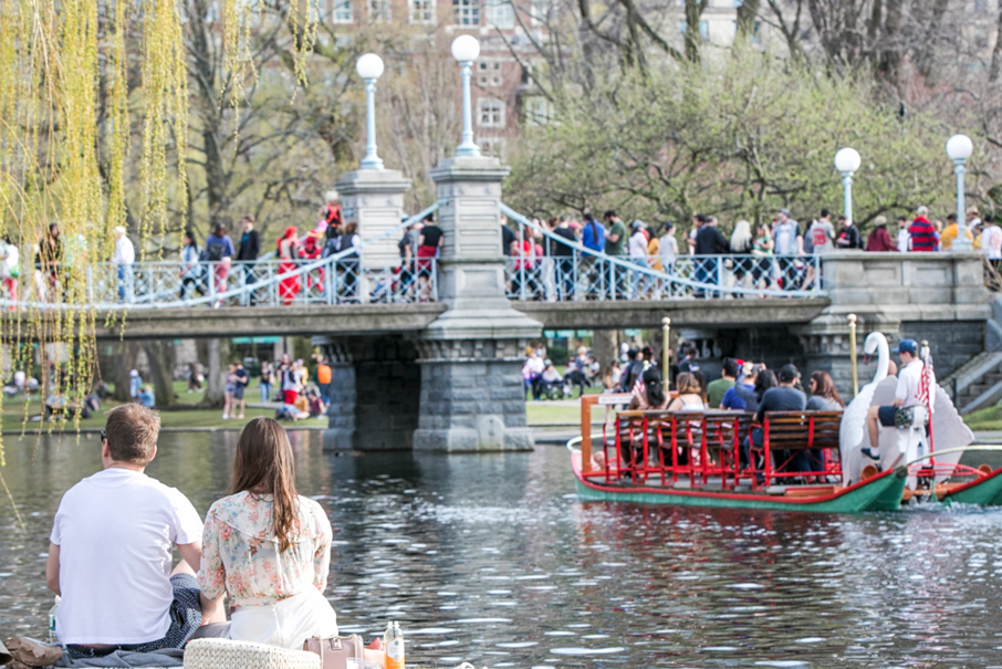 Swan Boats in the Public Garden