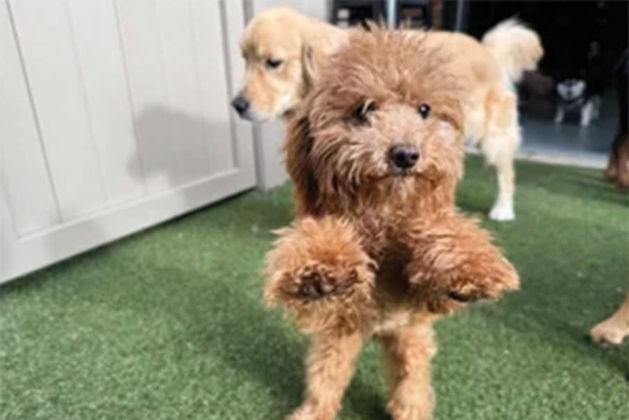 Oodles of Poodles & Doodles Meet Up