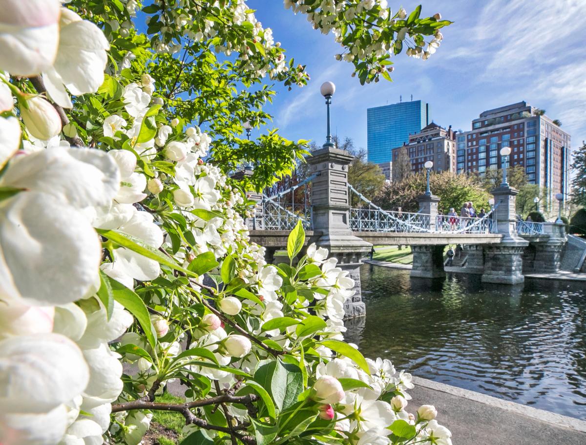Spring Blooms in Boston