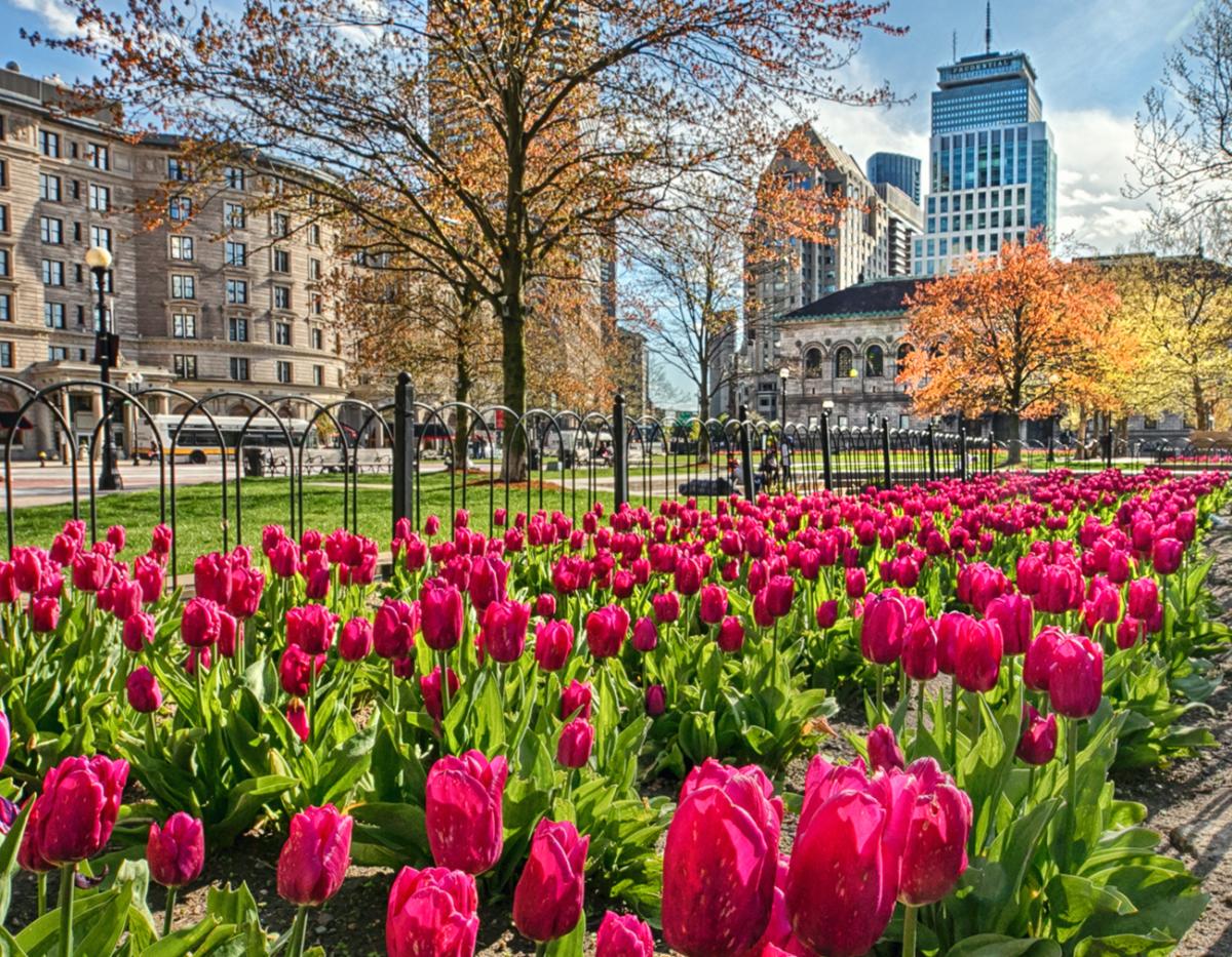 Spring Blooms in Boston