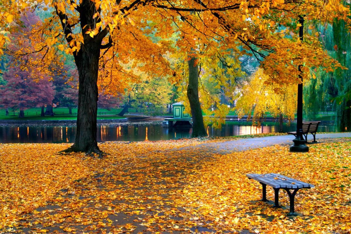 Boston Fall | Experience Parks, Leaves Turning Colors | Boston MA