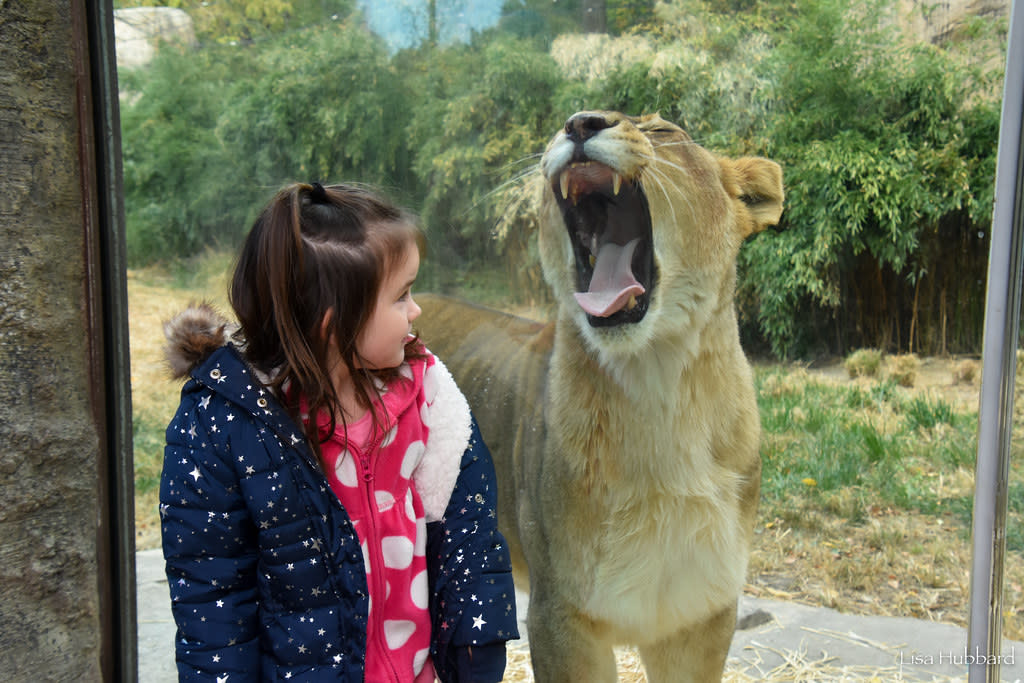 10 Insider Tips for Your Visit to the Cincinnati Zoo and Botanical Gardens