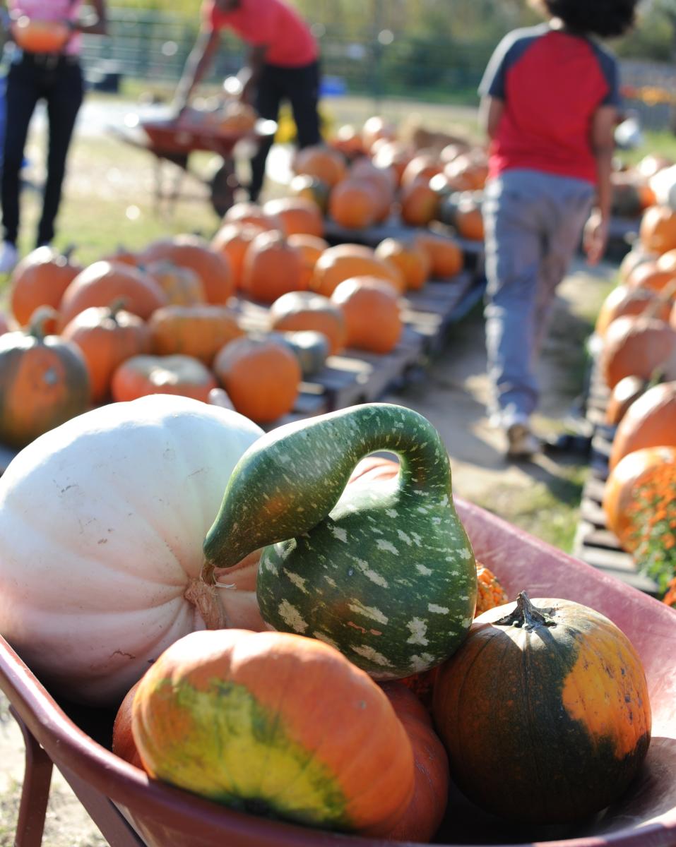 Fall in Chesapeake, Virginia | Seasonal Activities & Events