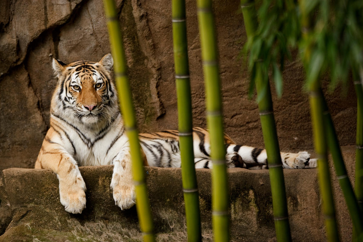 Riverbanks Zoo & Garden