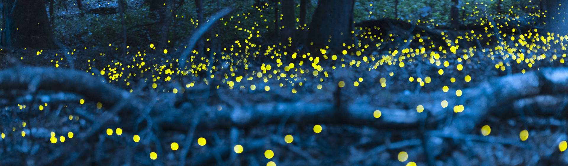 fireflies uckfield