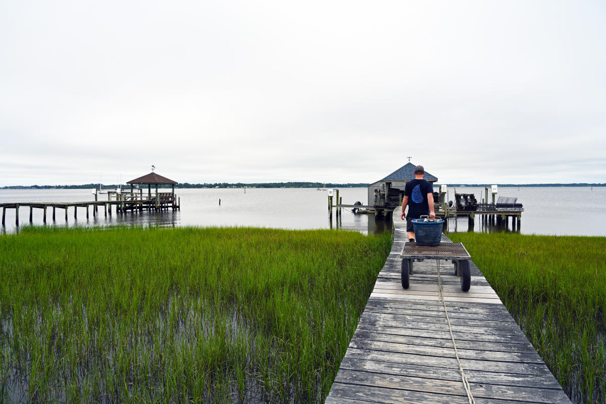 North Carolina Oysters: Best Shellfish | Crystal Coast