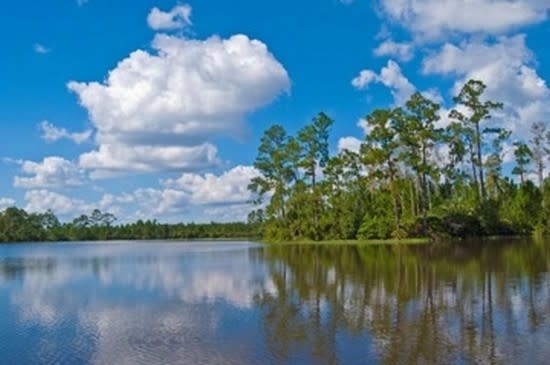 Tiger Bay State Forest | Daytona Beach, FL 32124