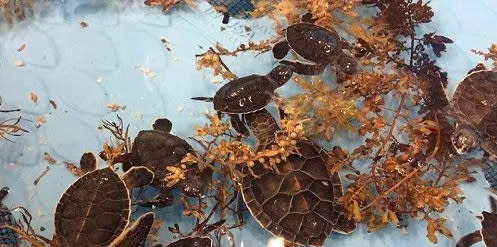 turtle eggs hatching time florida