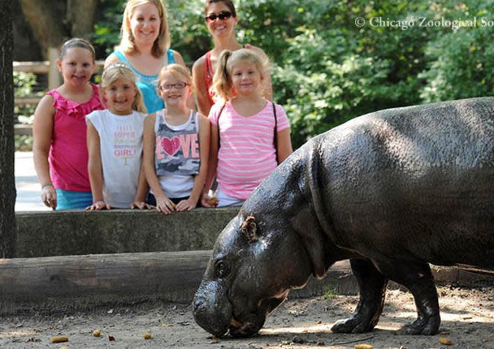 Conservation Efforts & Animal Programs at Brookfield Zoo