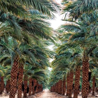 date palm grows in desert