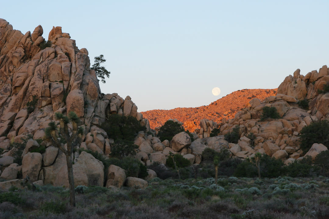 Cheers to 25 Years: A Quarter Century of Desert Conservation Has Helped ...