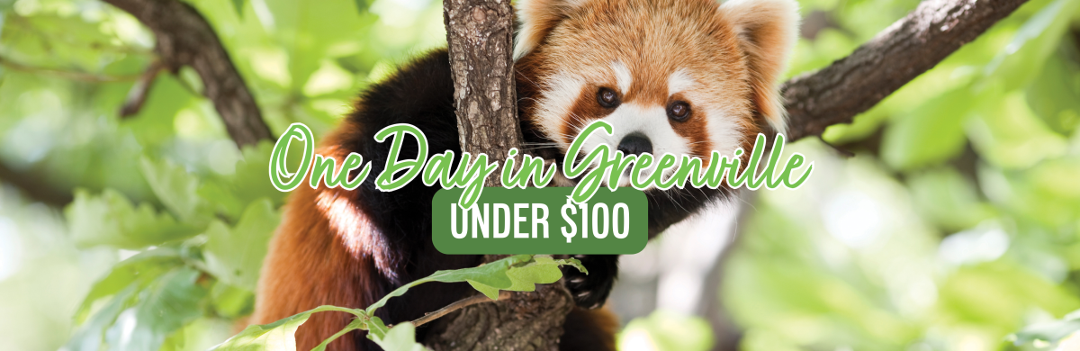 A Day in Greenville, SC Under $100