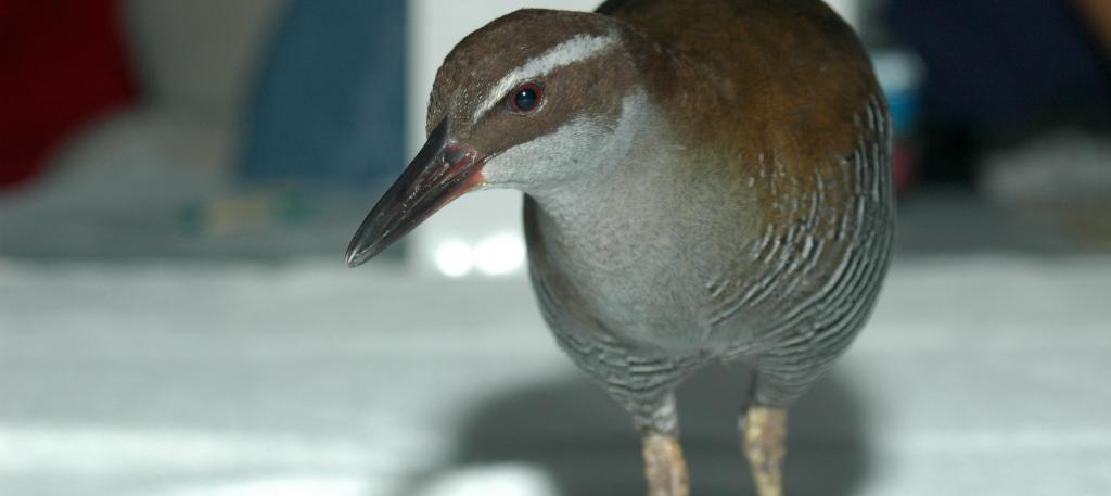 attacking birds guam