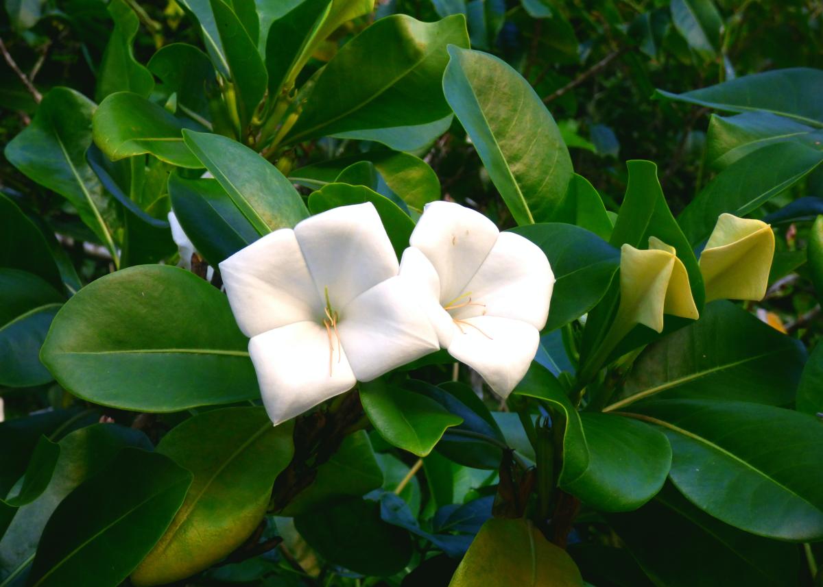 Simple Chamorro Greetings | Local Guam Language