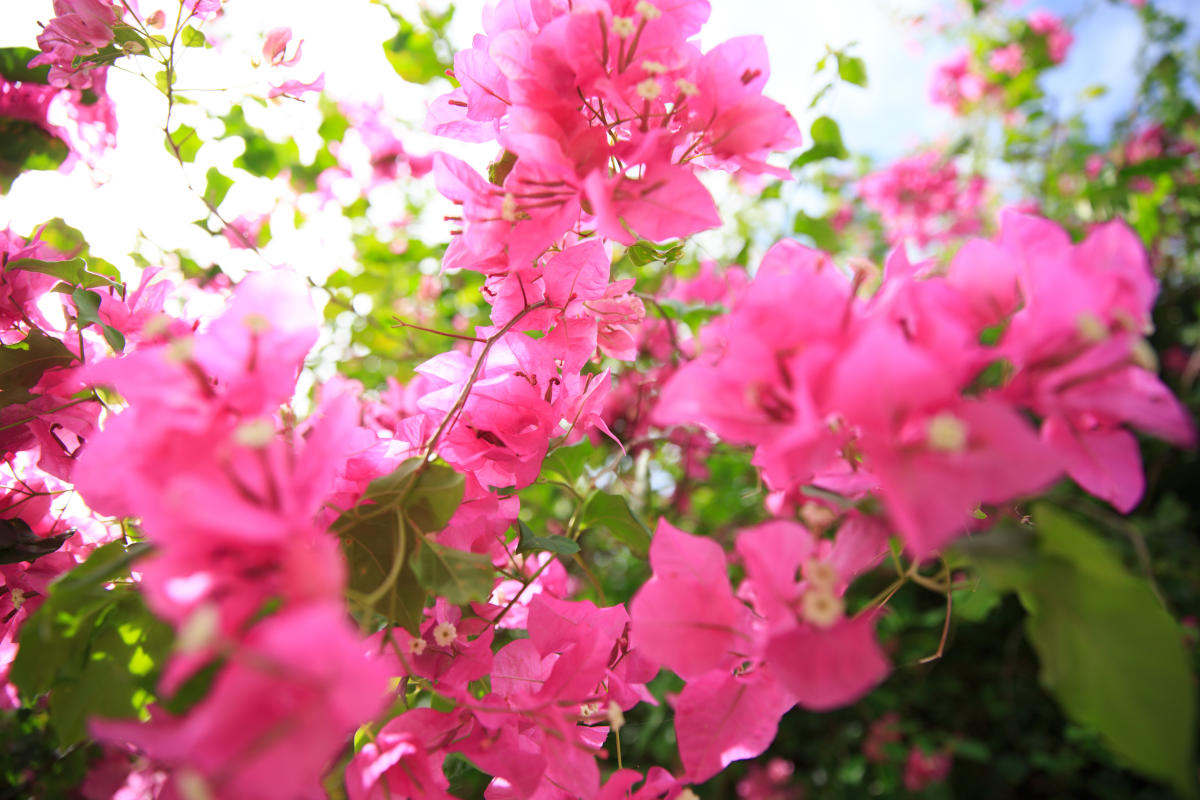 Guam Flowers | Explore the Island’s Vibrant Blooms