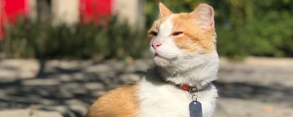 5 Questions with Pirate Cat