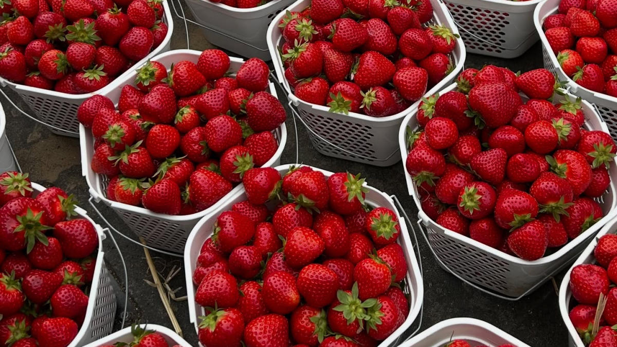 Beasley's Orchard: Your Summer Surprise Near Indy