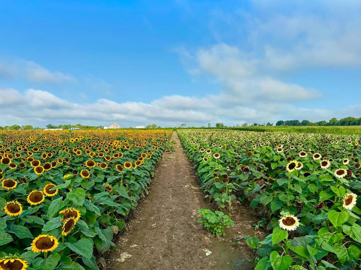 Summer at Beasley's Orchard Near Indianapolis