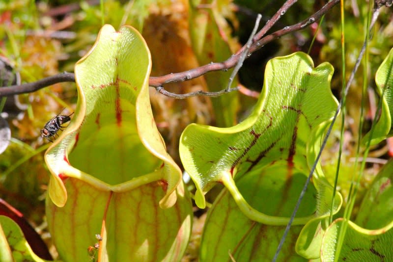Pinhook Bog & Upland Trail