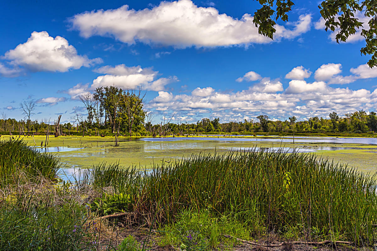 Great Marsh Trail
