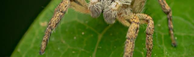 do jumping spiders grow