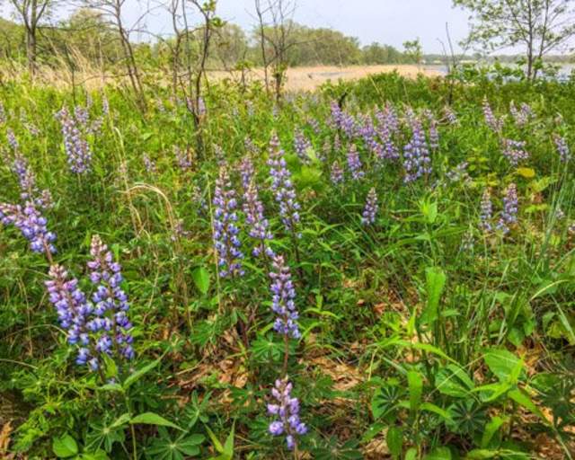 Indiana Dunes Flower Quest-May | Indiana Dunes