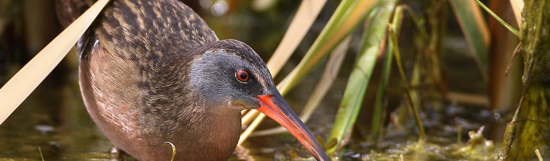 west virginia state bird coloring page