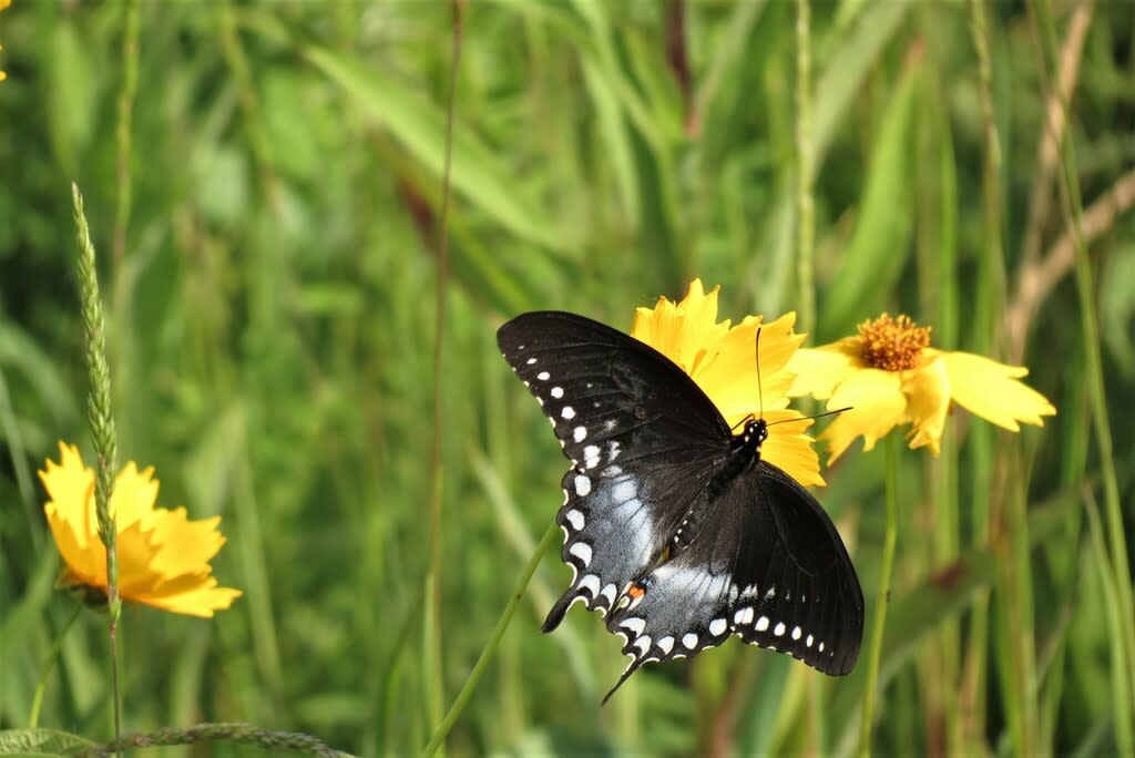 How to Identify Swallowtail Butterflies in Northwest Indiana